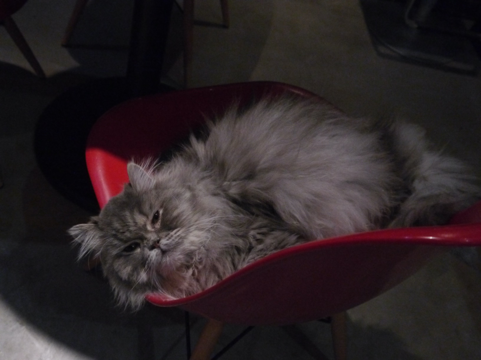 Gio Cat Café in Seoul (Café Gio Cat) - Ja(a)pan