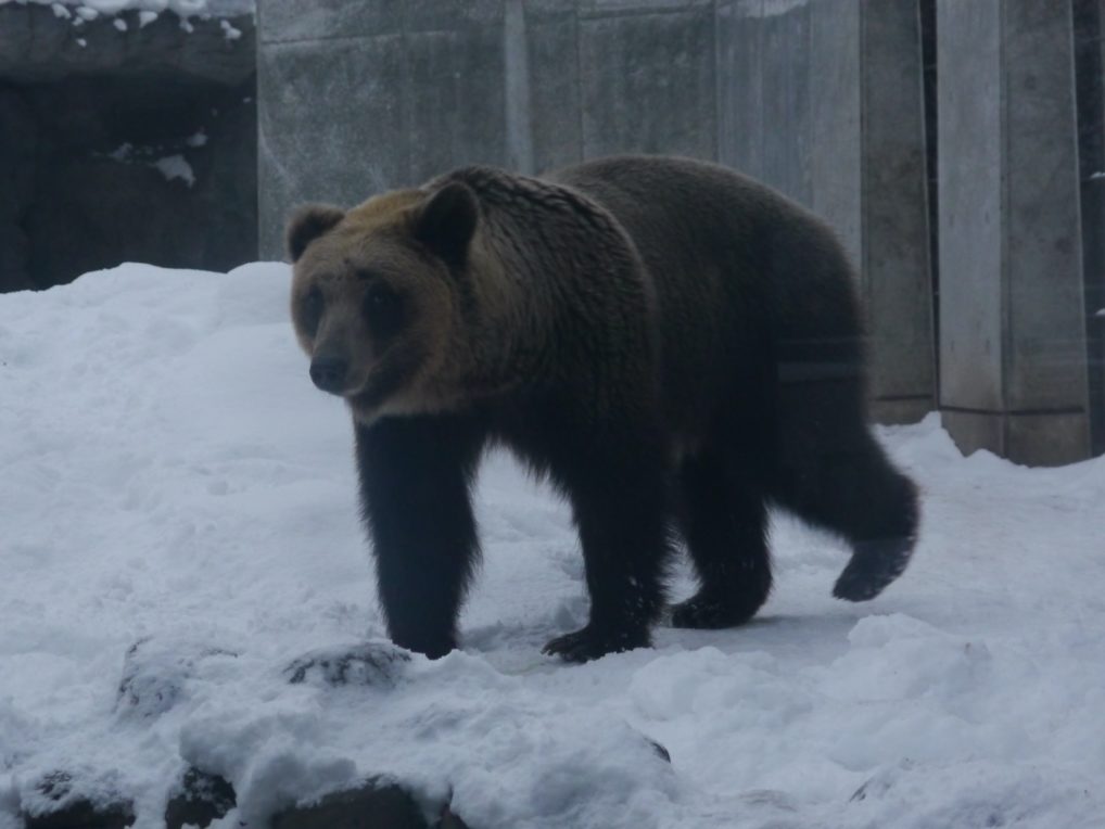 Maruyama Zoo in Sapporo - Ja(a)pan