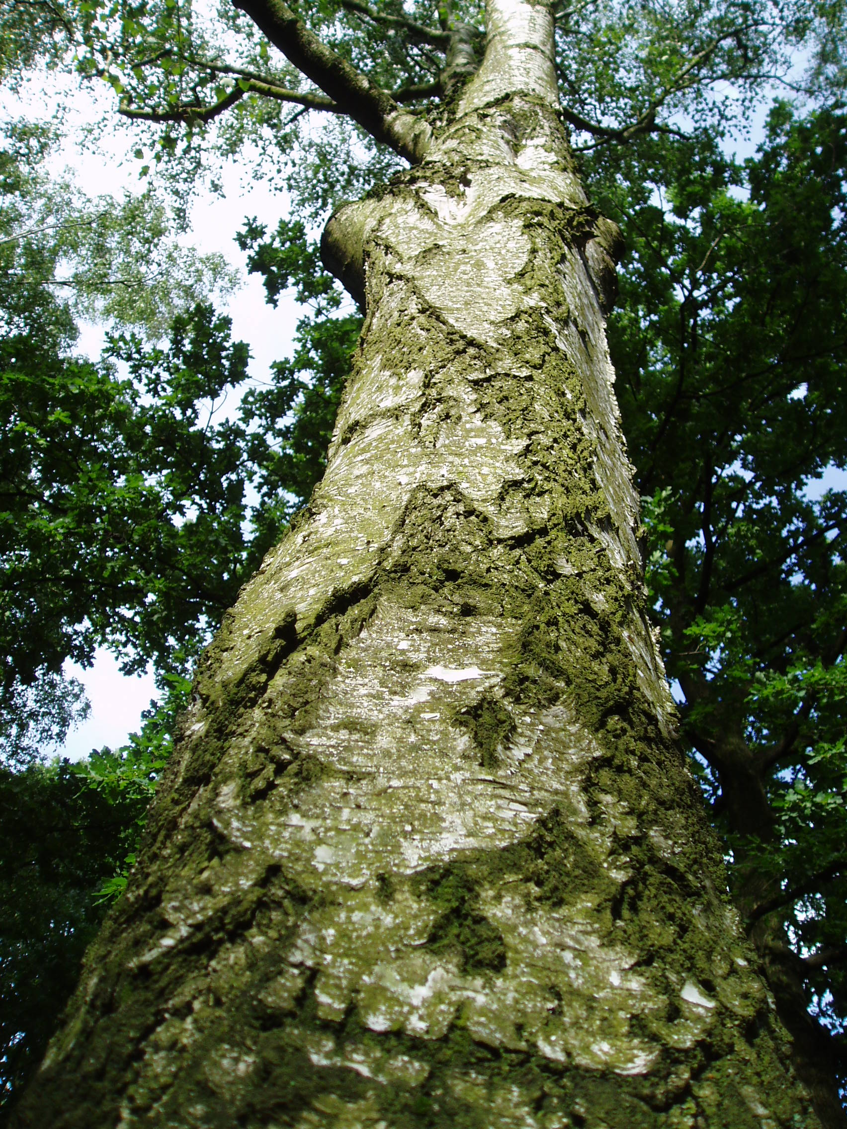 Jacobipark: A Walk in the Park - Ja(a)pan